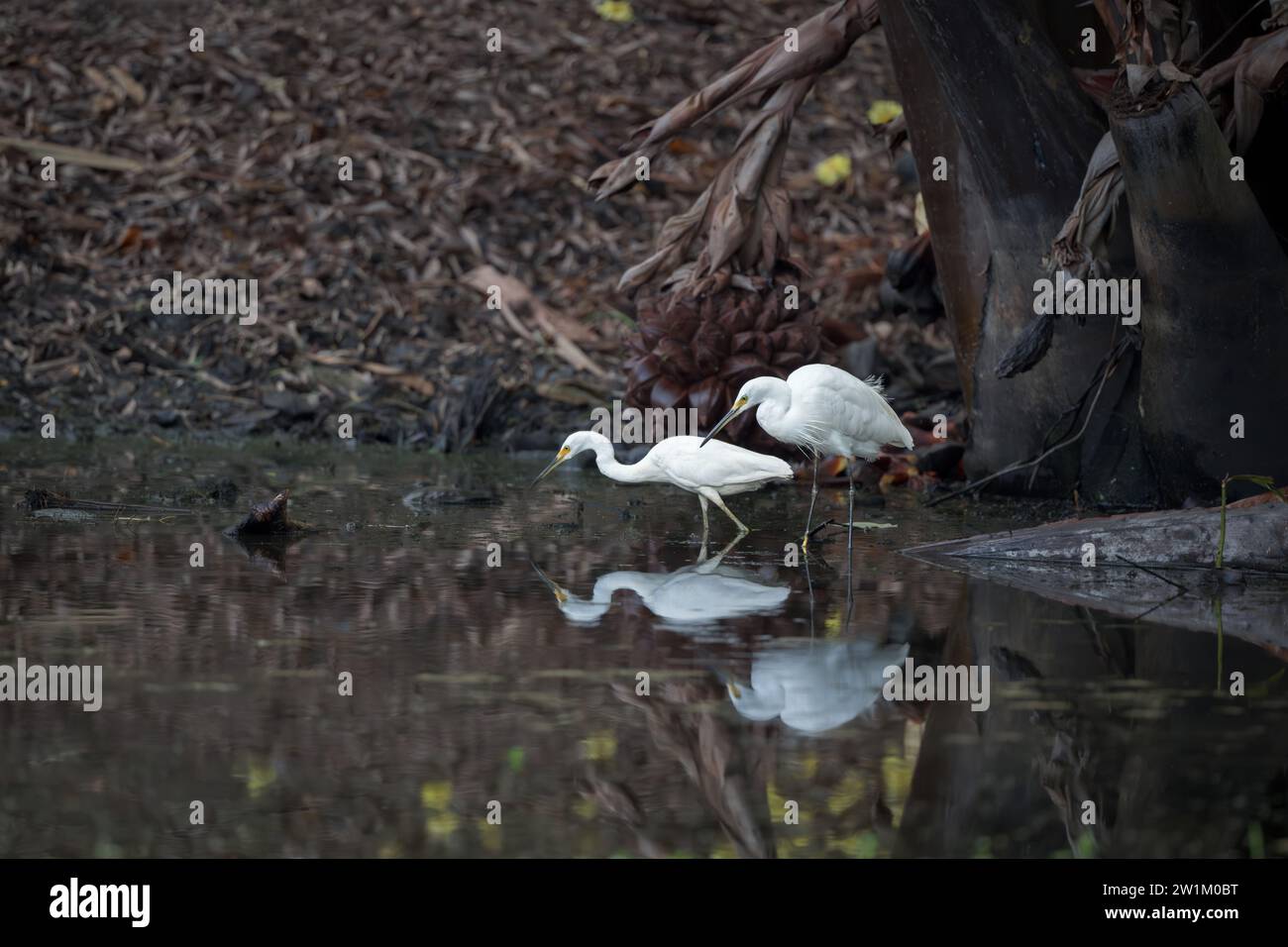 Two Intermediate Egrets with their perfect reflections wade through ...