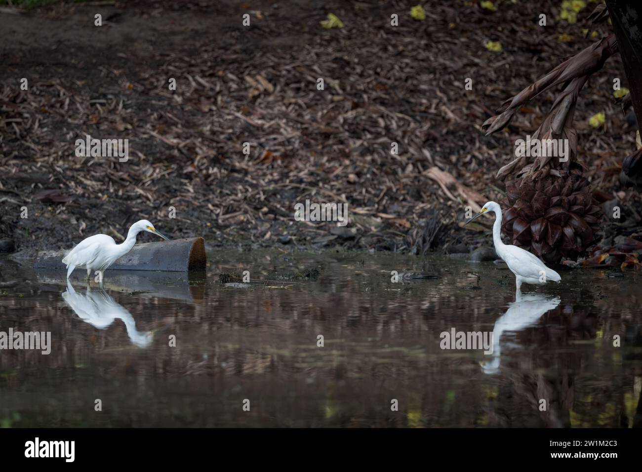 Two Intermediate Egrets with their perfect reflections wade through ...