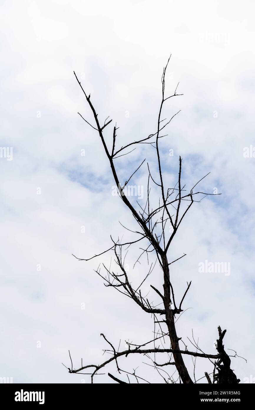 tree background images Stock Photo - Alamy