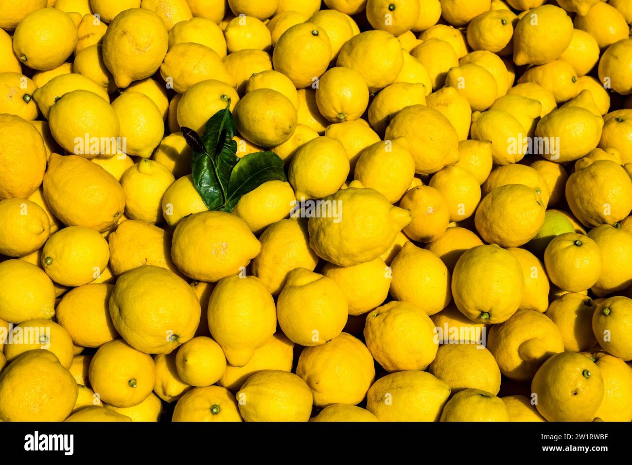 Fresh yellow lemons in a large box during harvest Stock Photo - Alamy