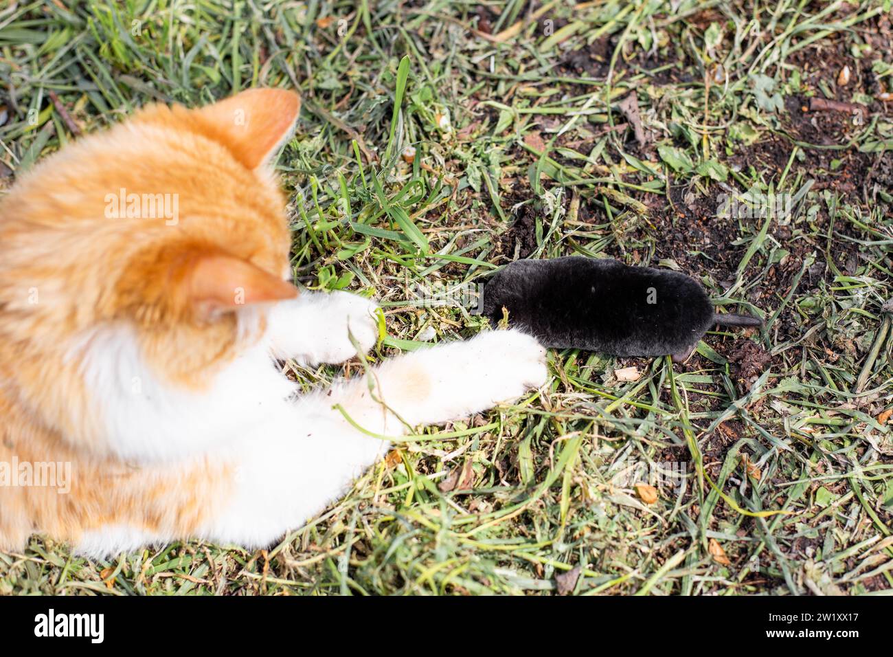 The cat caught a mole in the garden and is playing with it. Garden pest ...