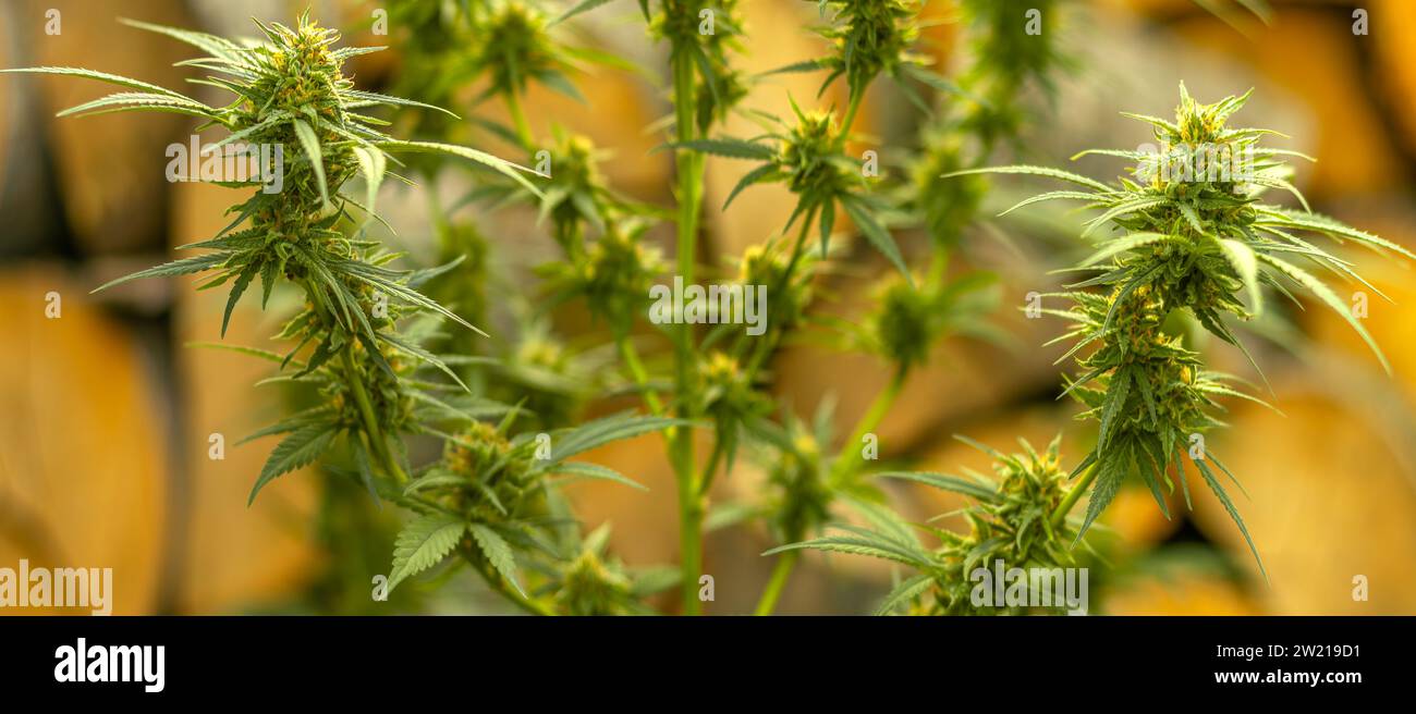 Indoor cannabis plant branches hi-res stock photography and images - Alamy