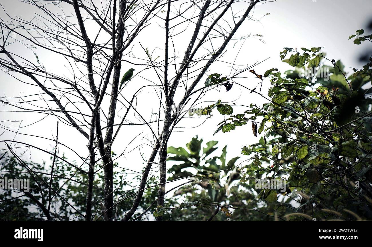 tree background images Stock Photo - Alamy