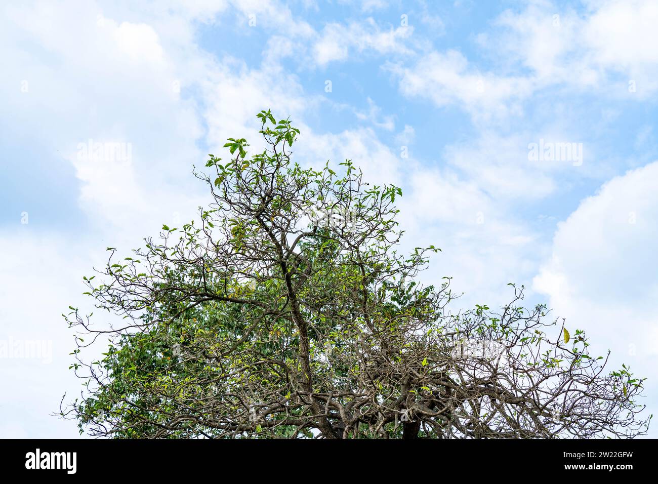 tree background images Stock Photo - Alamy