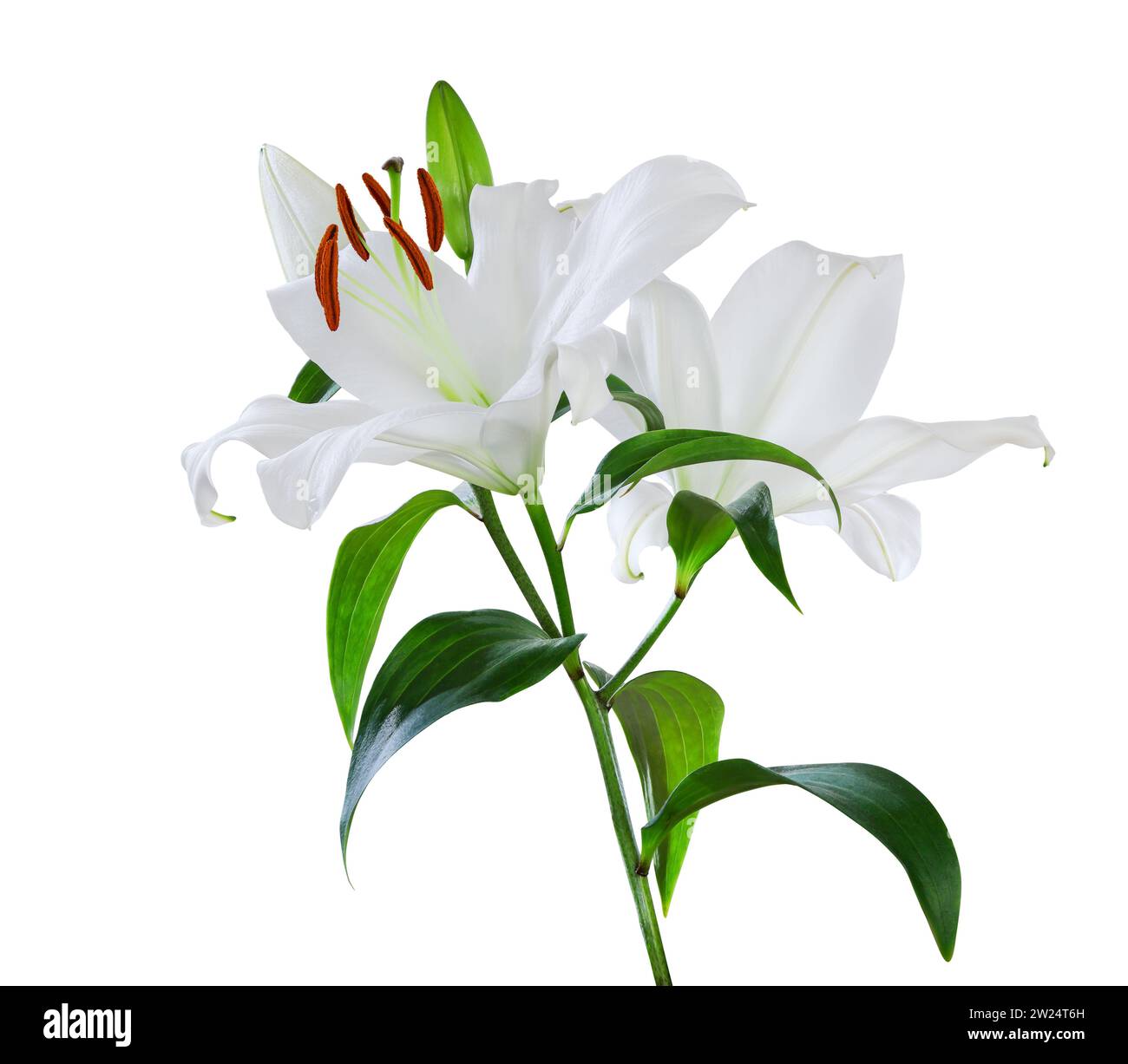 Beautiful white lilies (Lilium, Liliaceae) with buds isolated on white ...