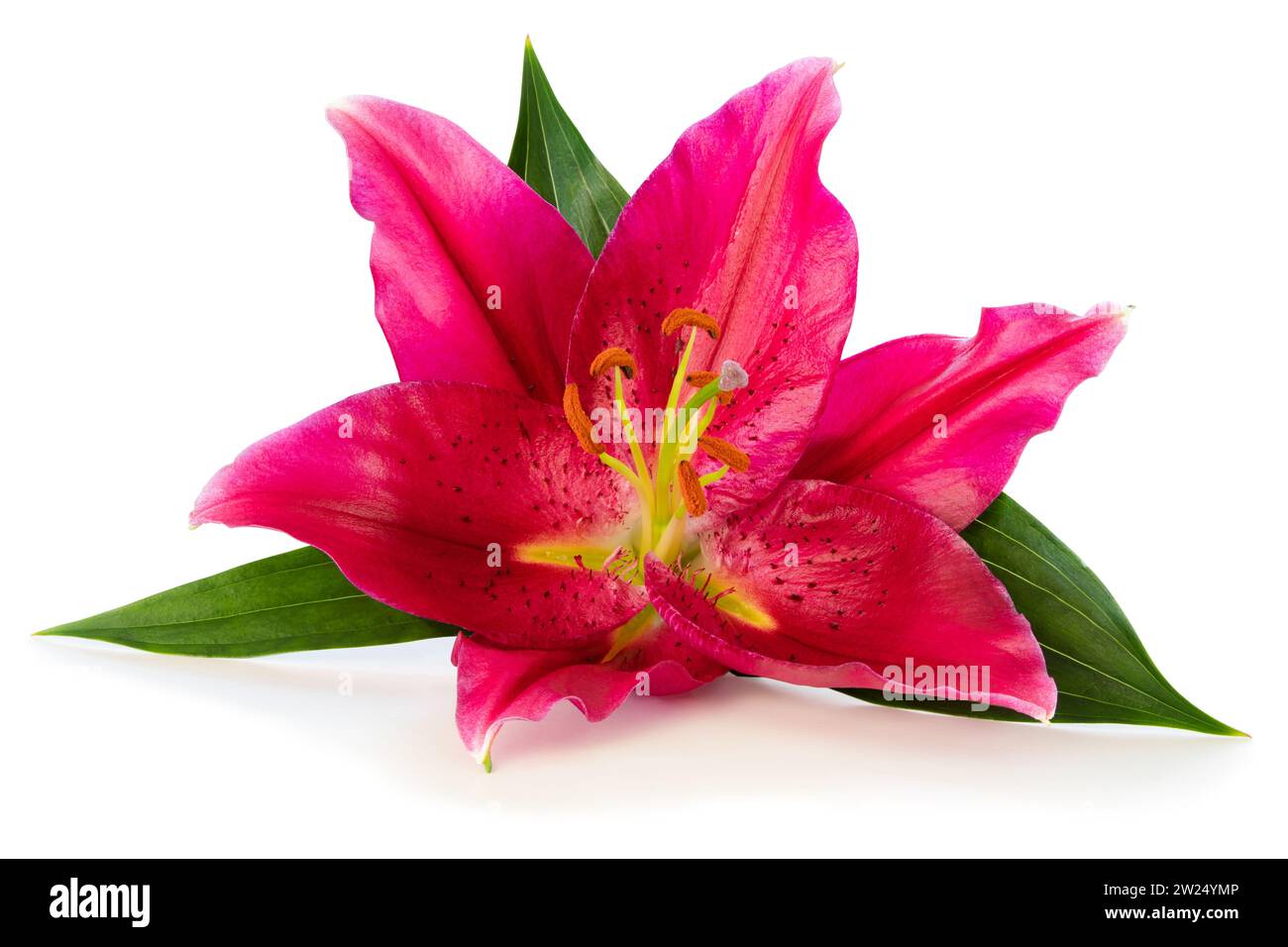 Beautiful red Lily (Lilium, Liliaceae) isolated on white background ...