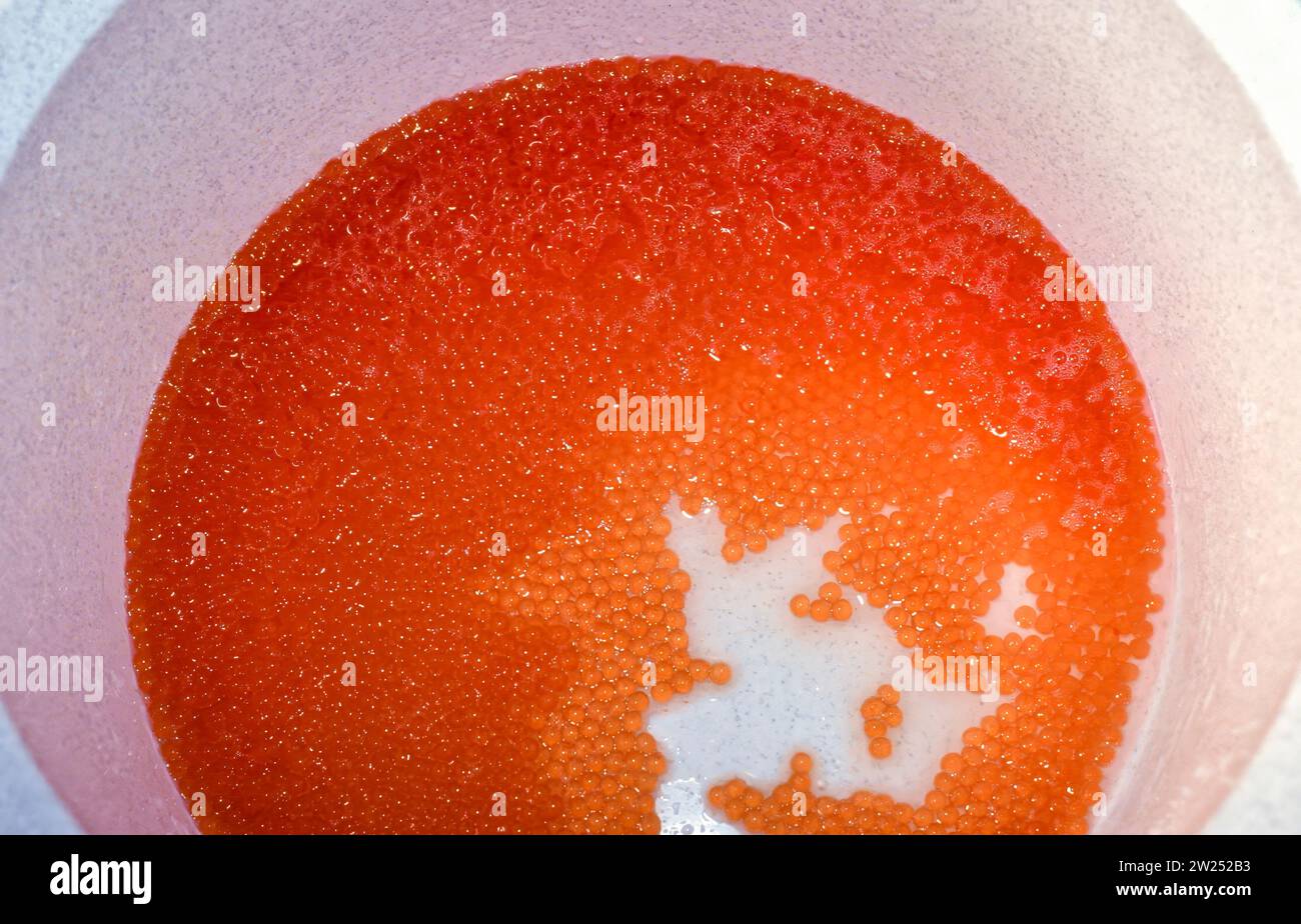 Salmon eggs or ova in a bowl ready for fertilisation used in ...