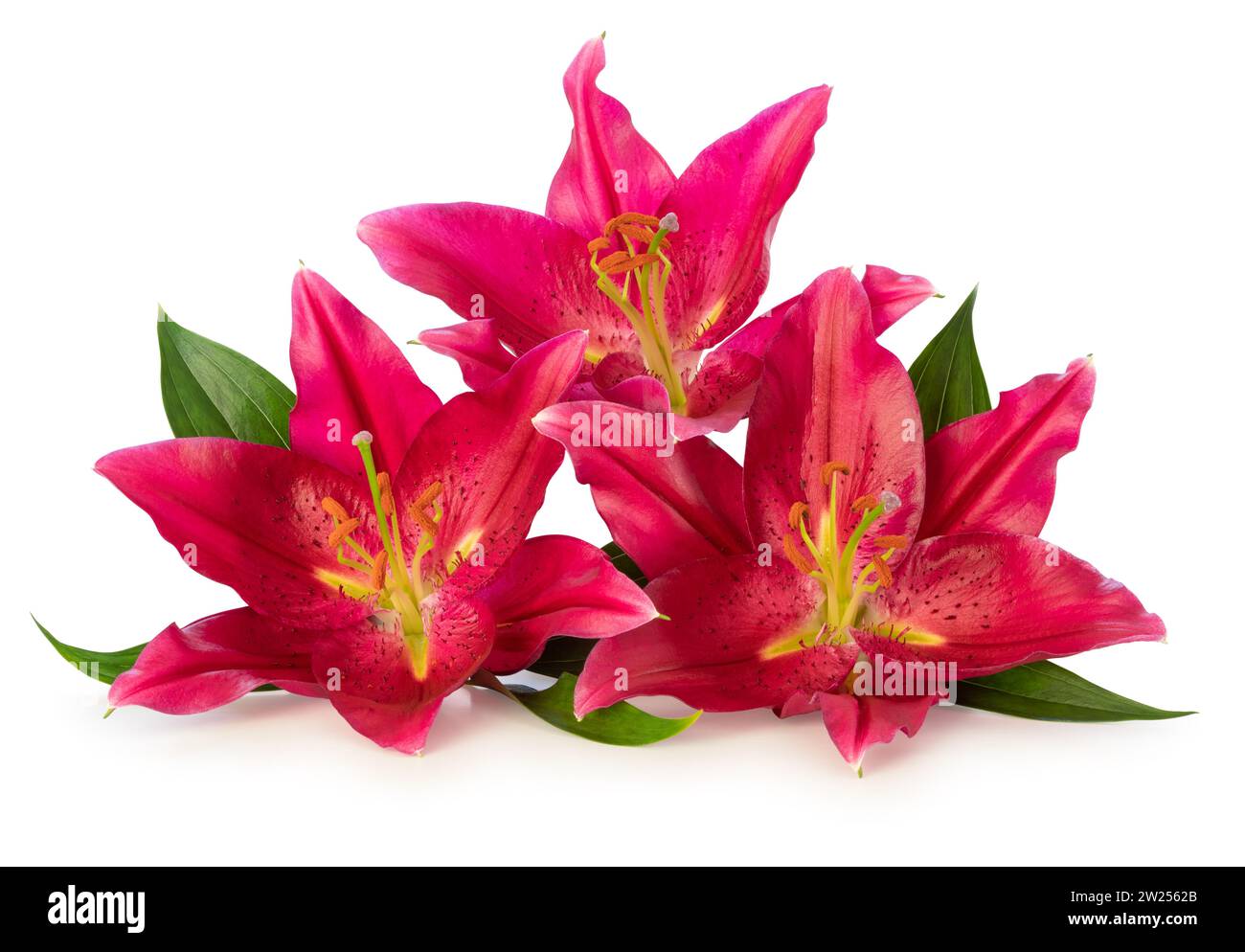 Three beautiful red Lilies (Lilium, Liliaceae) isolated on white ...