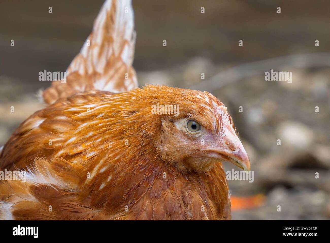 Colorful egg laying chickens hi-res stock photography and images - Alamy