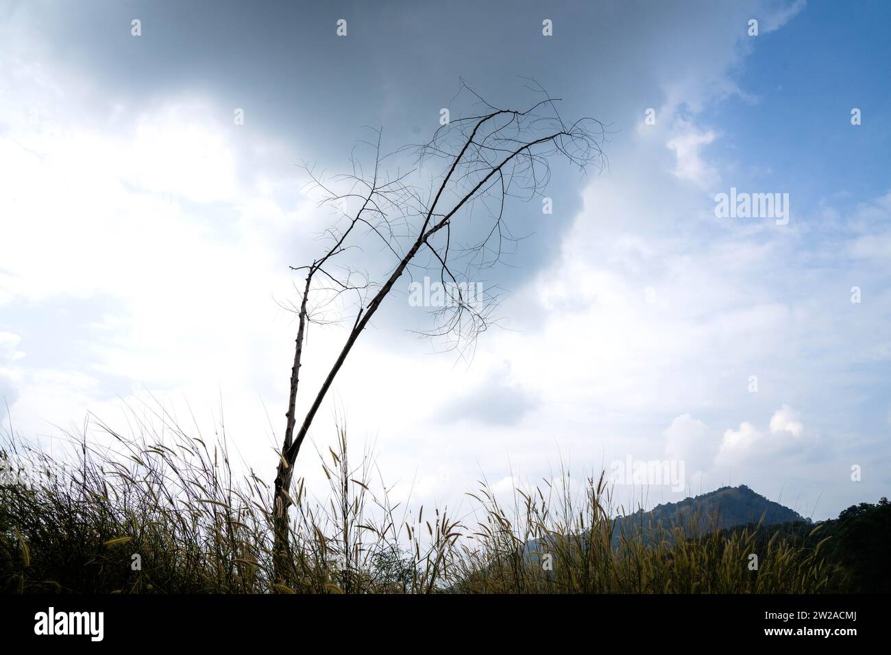 tree background images Stock Photo - Alamy
