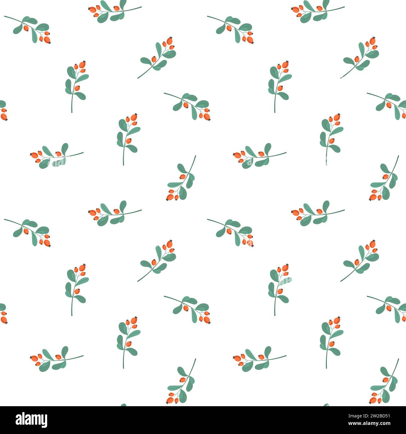 Christmas rose botanical drawing Cut Out Stock Images & Pictures - Alamy