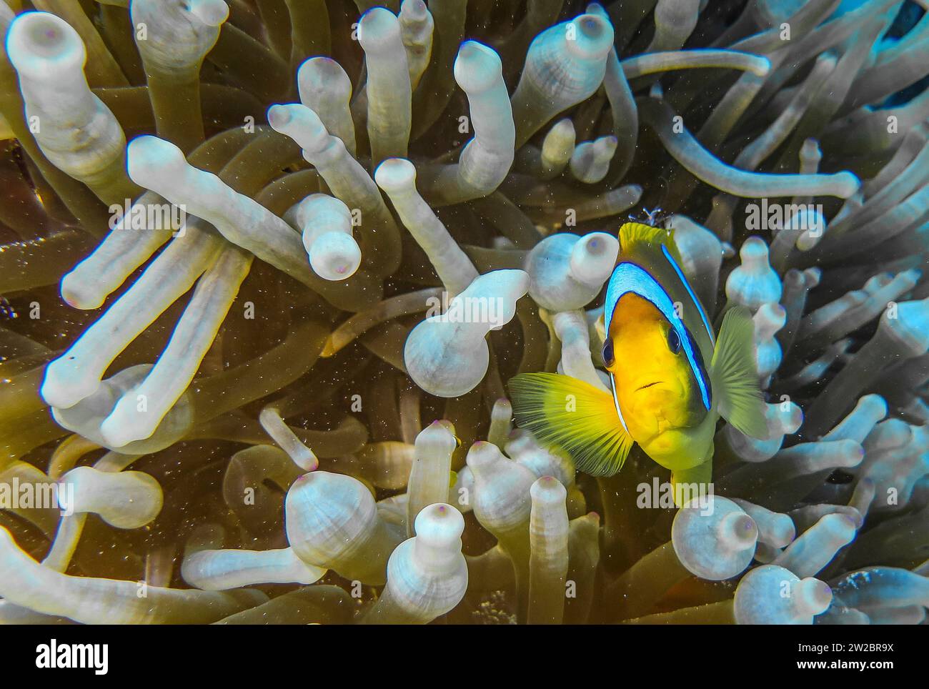 Seeanemone (Actiniaria), Rotmeer-Anemonenfisch (Amphiprion bicinctus ...