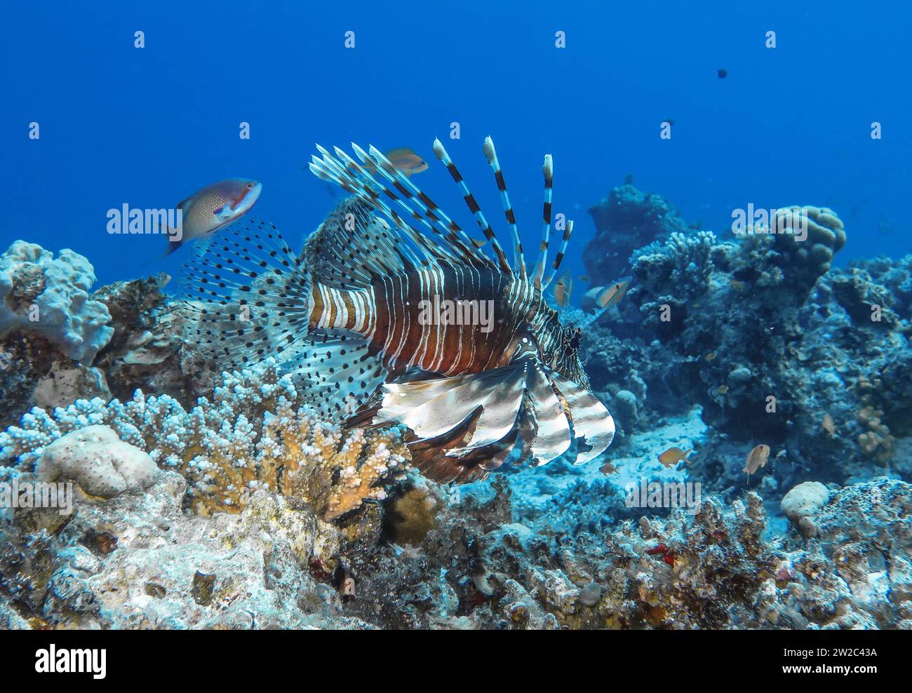 Rotfeuerfisch (Pterois volitans), Unterwasser-Foto, Tauchplatz The ...