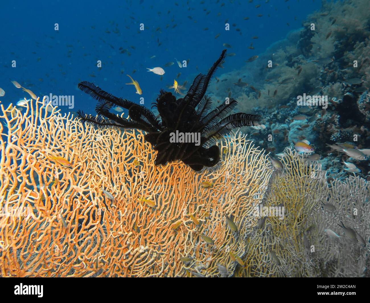 Schwarzer Federstern auf Gorgonienkoralle (Octocorallia), Unterwasser ...