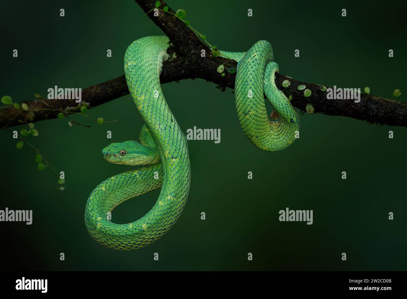 Bothriechis lateralis is a venomous pit viper species found in the ...