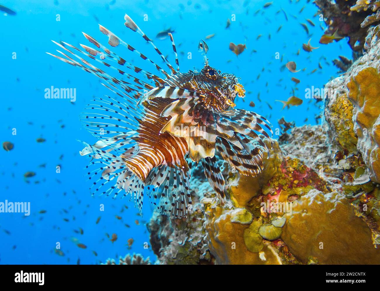 Rotfeuerfisch (Pterois volitans), Unterwasser-Foto, Tauchplatz The ...