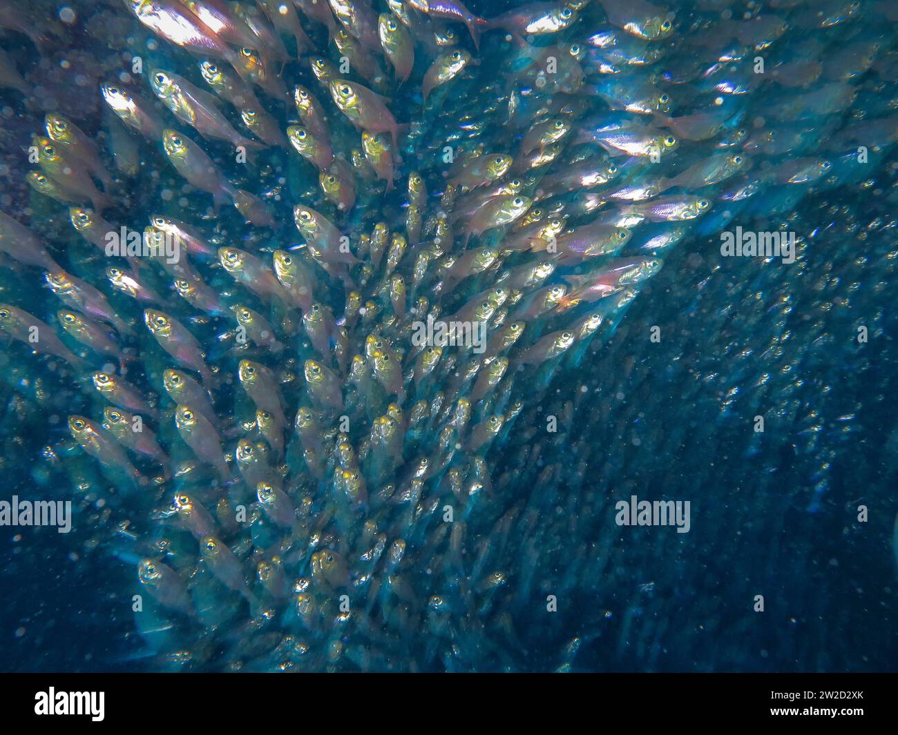 Schwarm Glasfische (Parapriacanthus ransonneti), Unterwasser-Foto ...