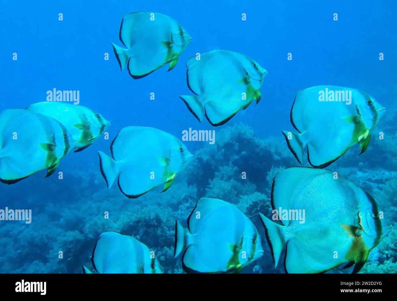 Schwarm Langflossen-Fledermausfische (Platax teira), Unterwasser-Foto ...