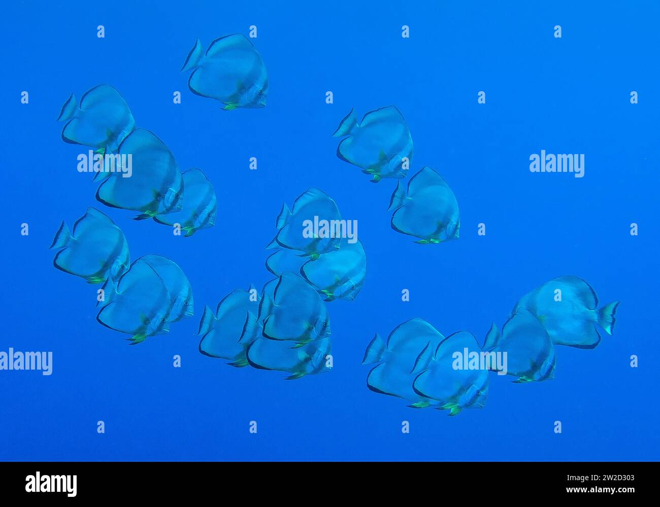 Schwarm Langflossen-Fledermausfische (Platax teira), Unterwasser-Foto ...