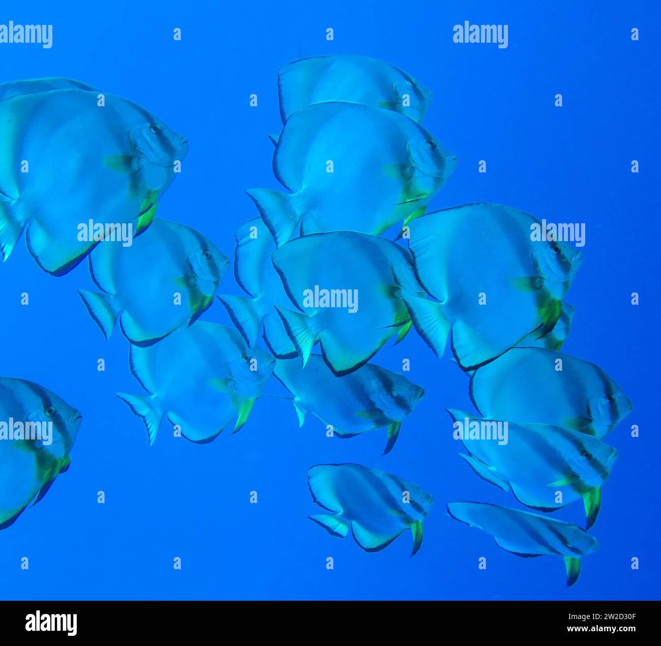Schwarm Langflossen-Fledermausfische (Platax teira), Unterwasser-Foto ...