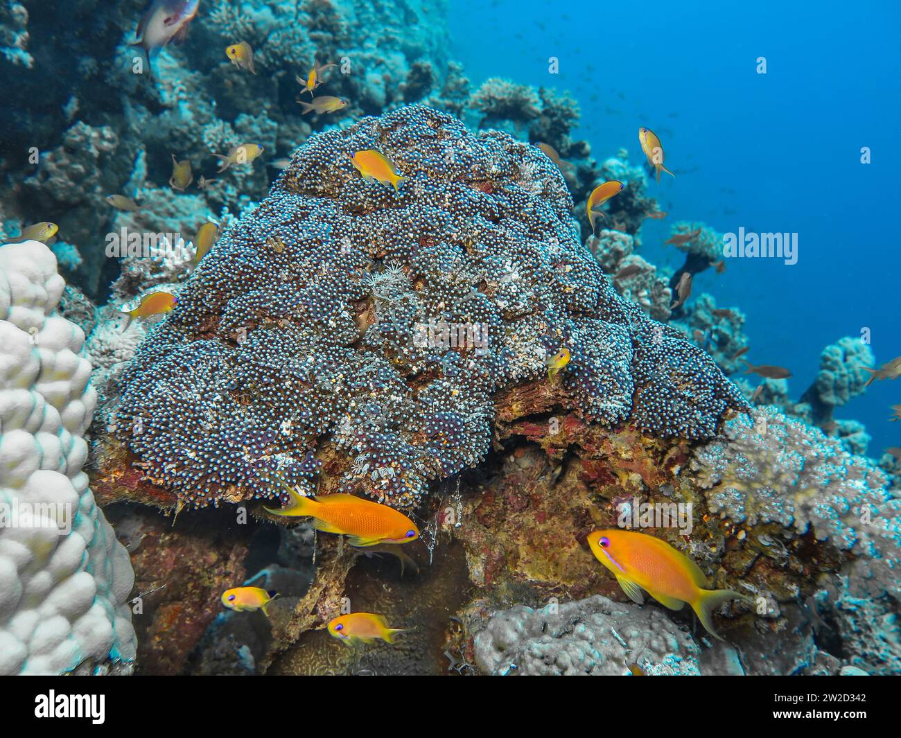Polypen einer Hartkoralle , Unterwasser-Foto, Tauchplatz Gabr El Bint ...