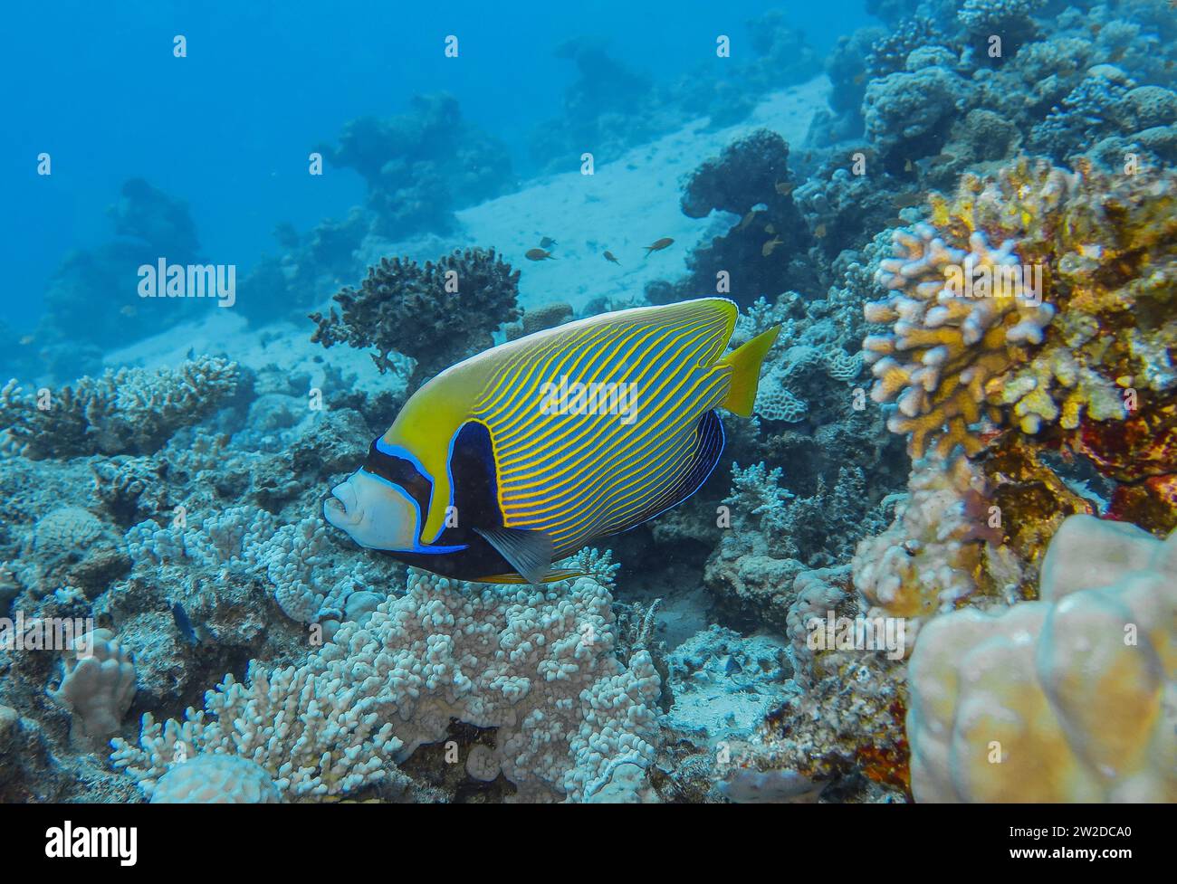 Imperator-Kaiserfisch (Pomacanthus imperator), Unterwasser-Foto ...