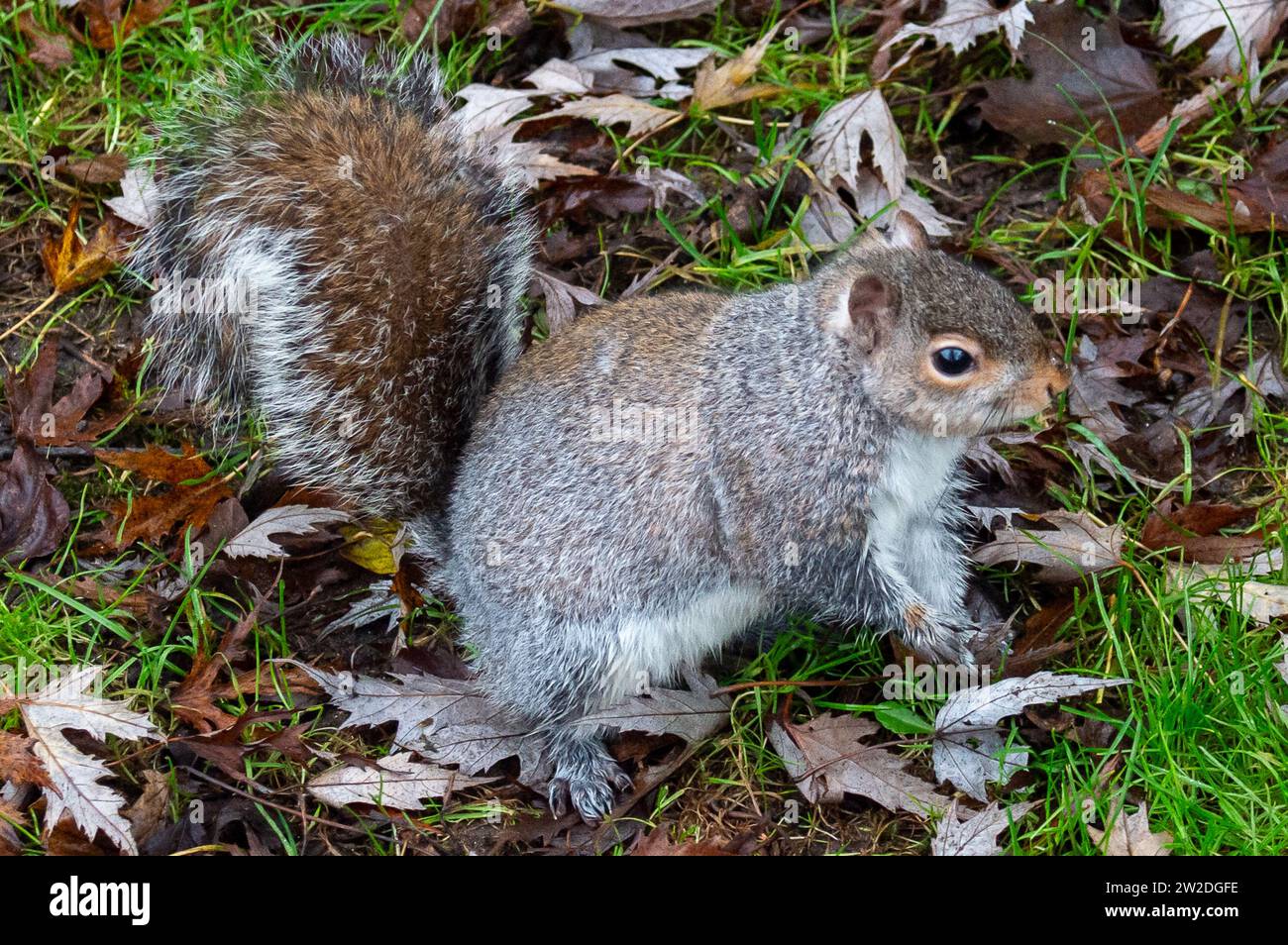 Images for grey squirrels hi-res stock photography and images - Alamy
