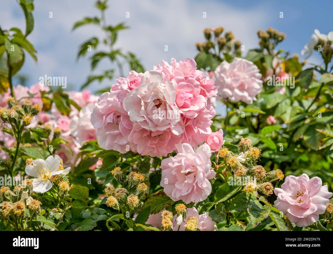 Rosa Buschrose, Berlin, Deutschland *** Local Caption *** , Berlin ...