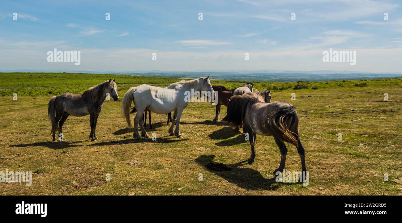 Animals, Wild Horses,landscape, Gower, Wales, UK Stock Photo - Alamy