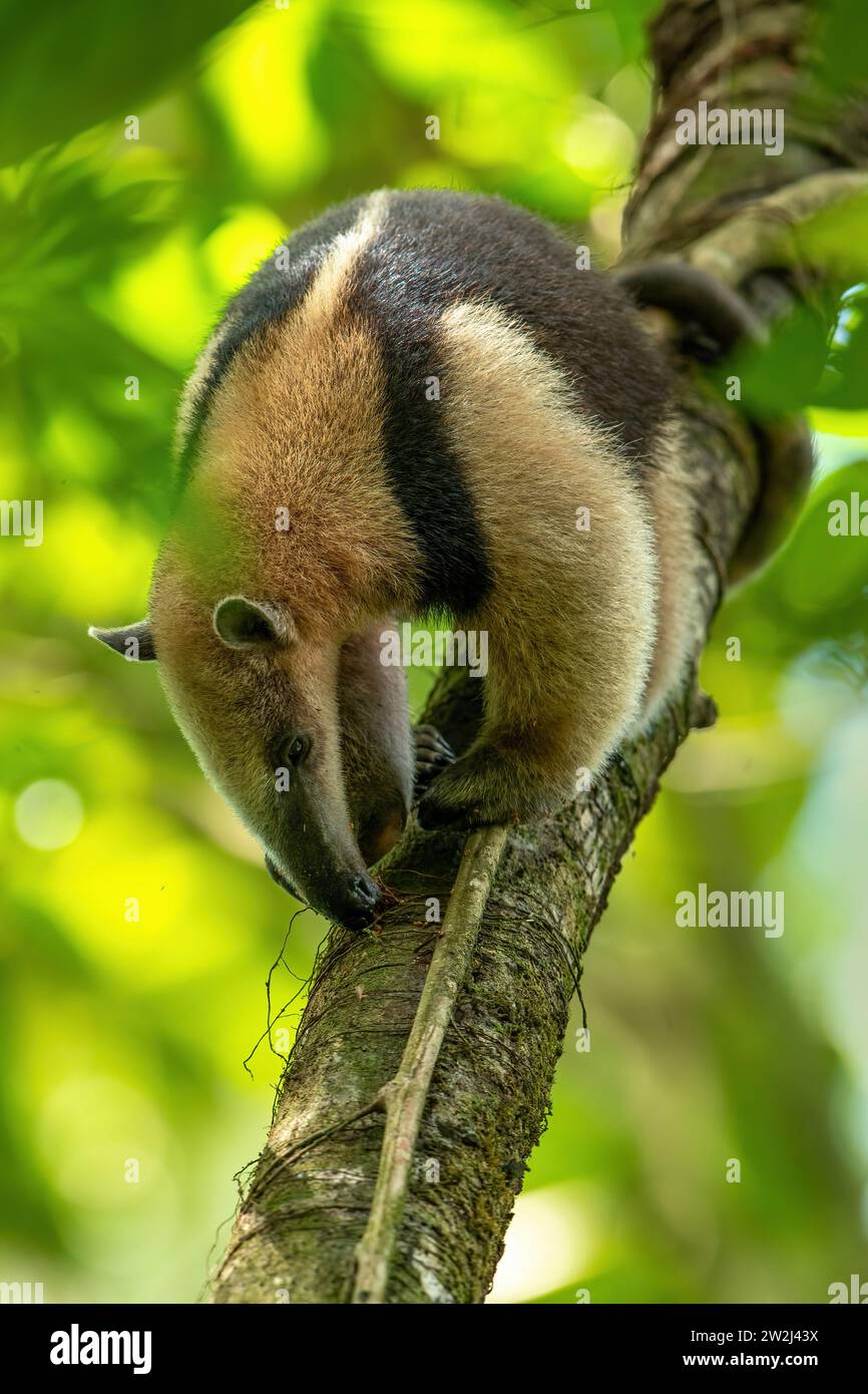 Northern tamandua (Tamandua mexicana) is a species of tamandua, an ...