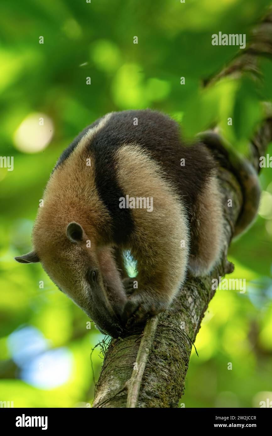 Northern tamandua (Tamandua mexicana) is a species of tamandua, an ...