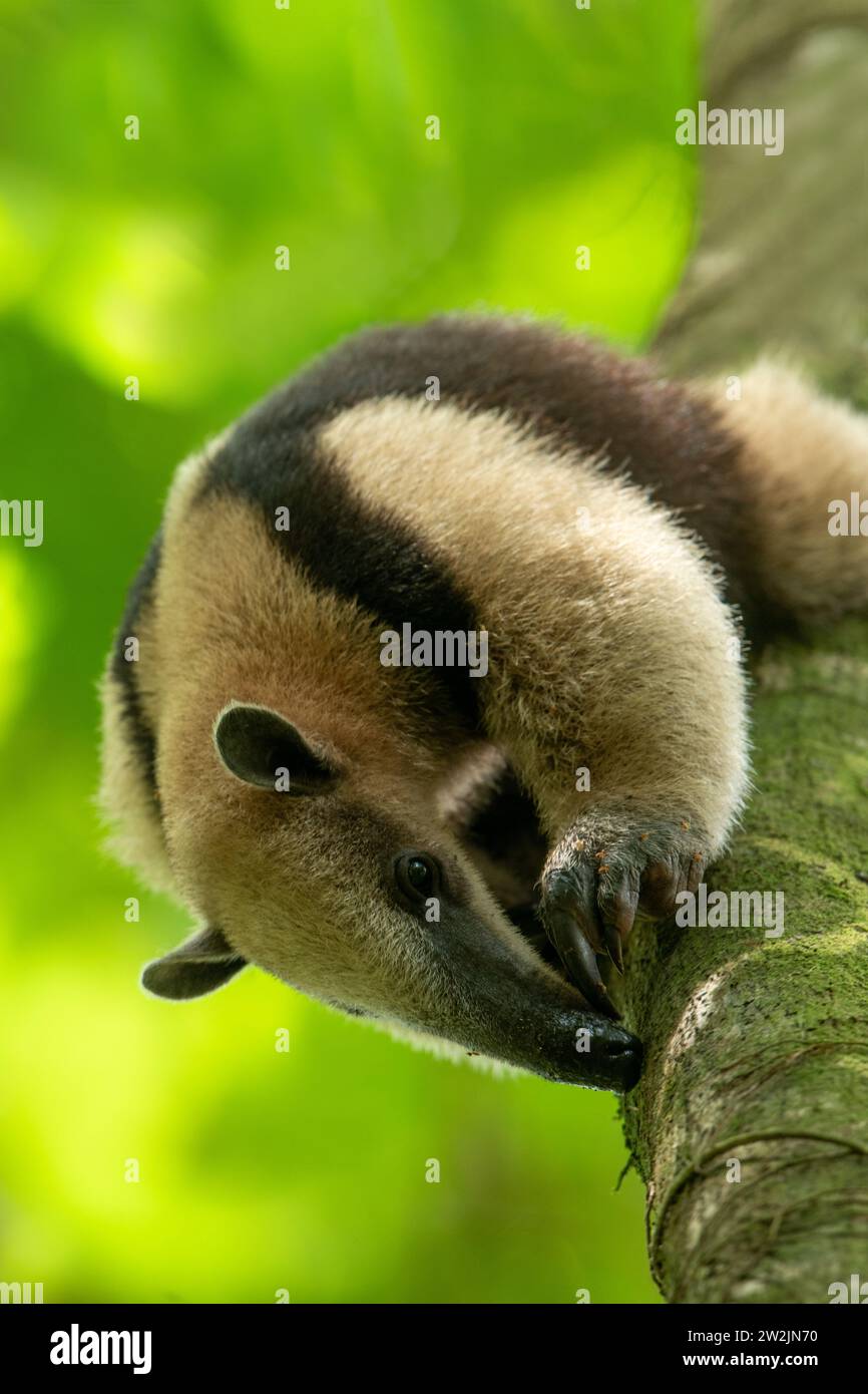 Northern tamandua (Tamandua mexicana) is a species of tamandua, an ...
