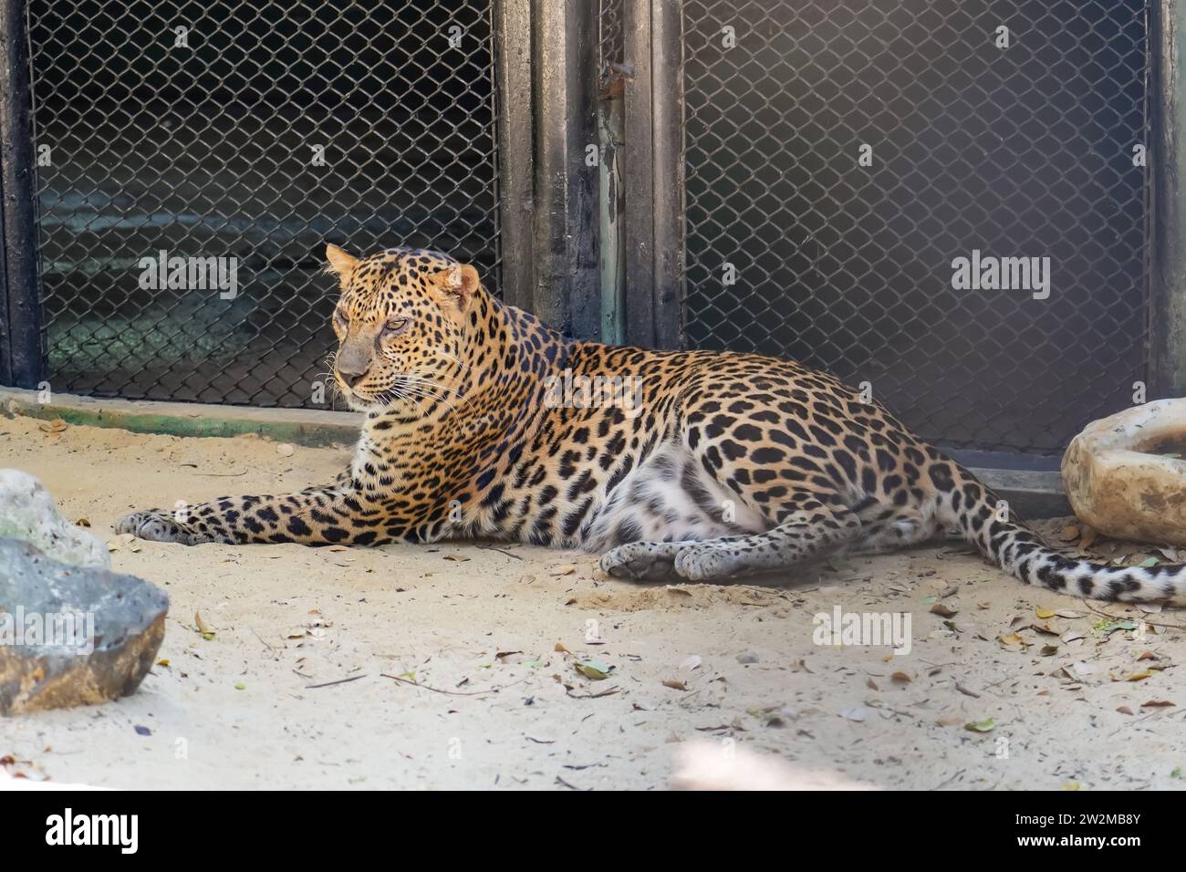 Leopard wild cat in the zoo enclosure Stock Photo - Alamy