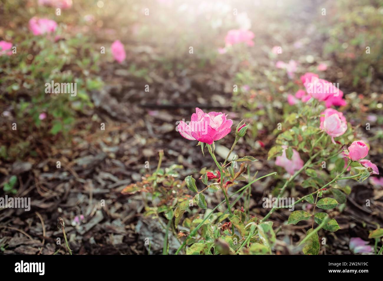 Roses at waterfront of the Lake Balaton in Siofok,Hungary Stock Photo ...