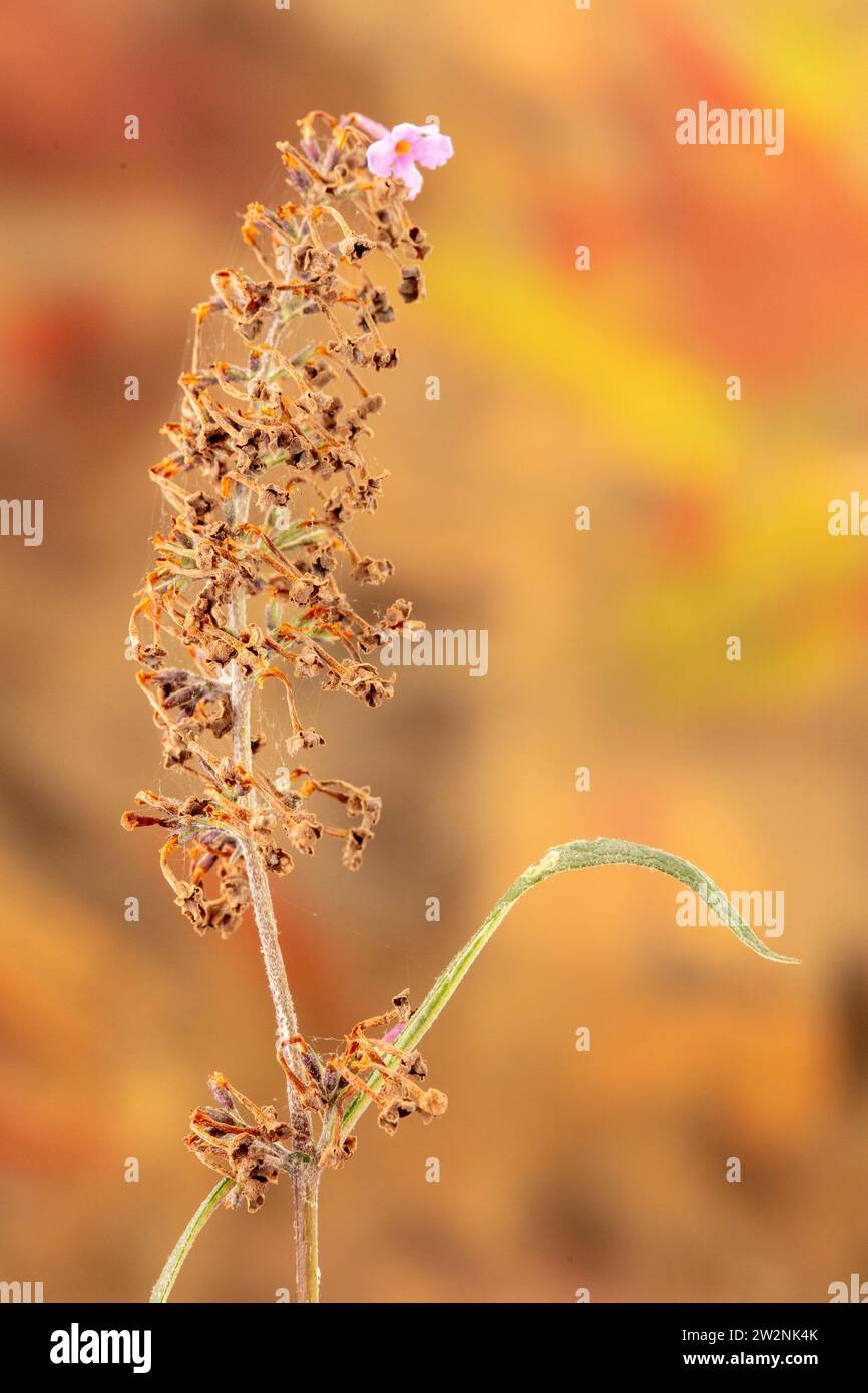 Natural close up, macro, plant still life of Buddleja, Buddleia ...