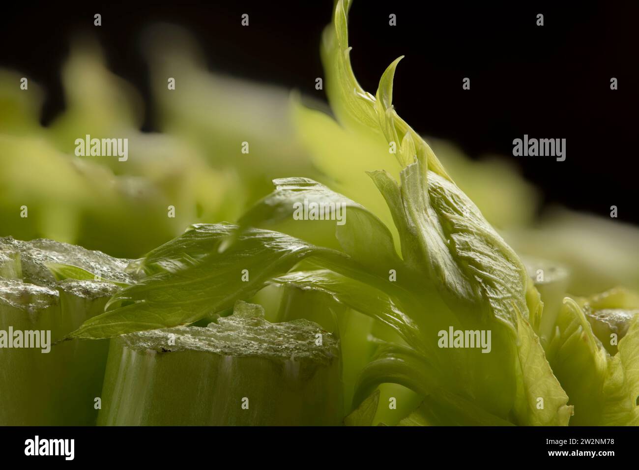 Macro, semi-abstract, food/vegetable still life of Celery (Apium ...