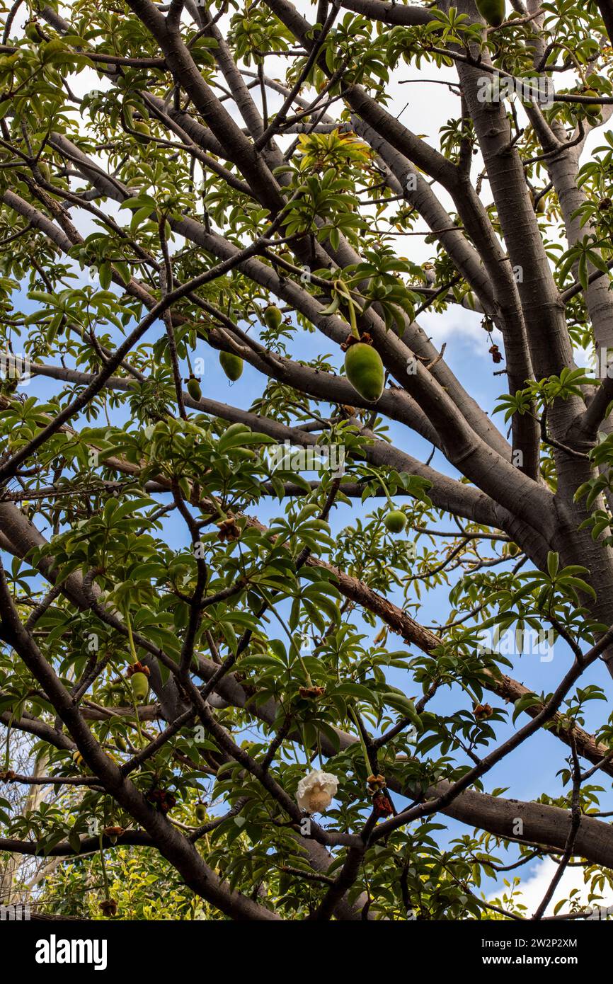Shade giving structures hi-res stock photography and images - Alamy
