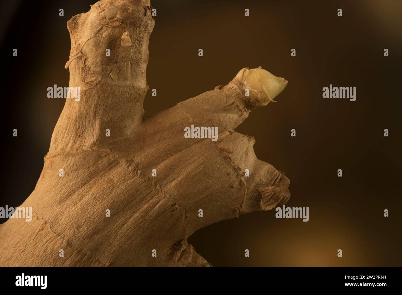Very close up quirky food still life portrait of root ginger (Zingiber ...