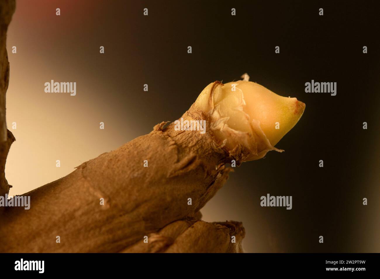 Very close up quirky food still life portrait of root ginger (Zingiber ...