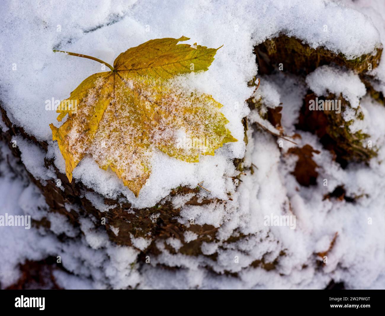Natural Intimate close up winter landscape of frozen leaf following a ...