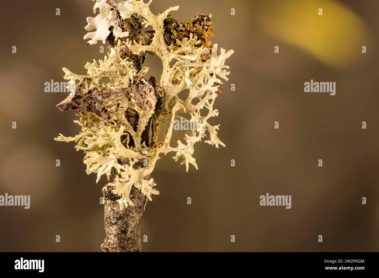 Print/poster ready high resolution macro, semi-abstract, naturally ...