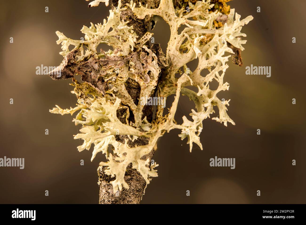 Print/poster ready high resolution macro, semi-abstract, naturally ...