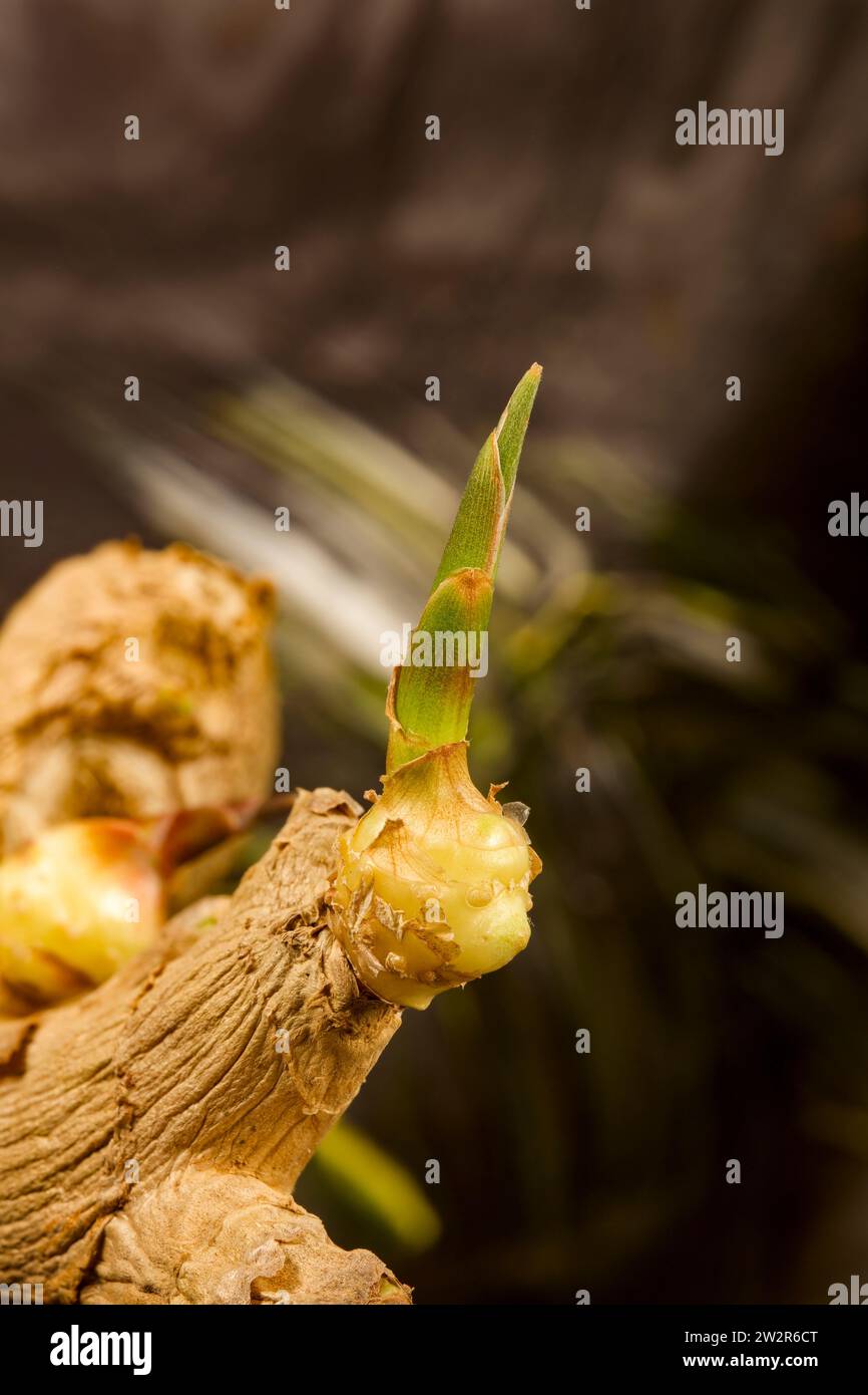 Very close up quirky food still life portrait of root ginger (Zingiber ...