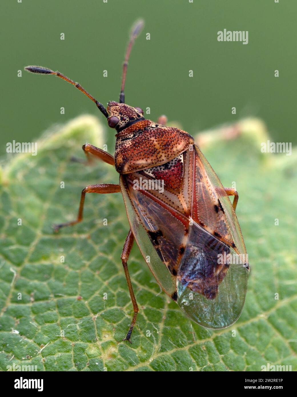 Birch Catkin Bug (Kleidocerys resedae) on birch leaf. Tipperary ...