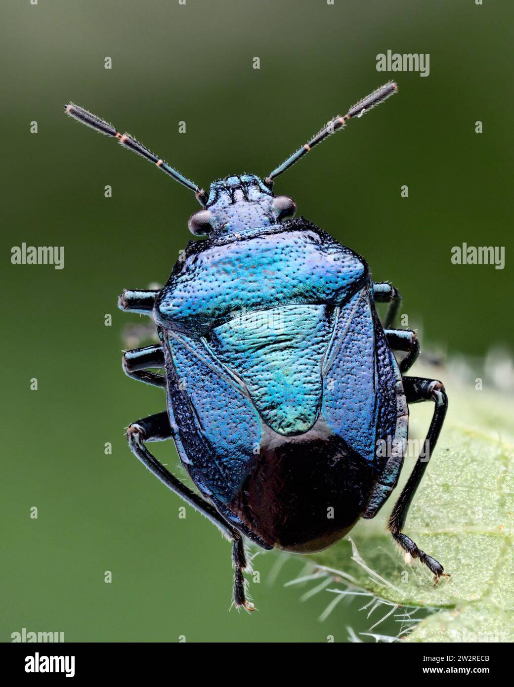 Blue Shieldbug (Zicrona caerulea) on plant leaf. Tipperary, Ireland ...