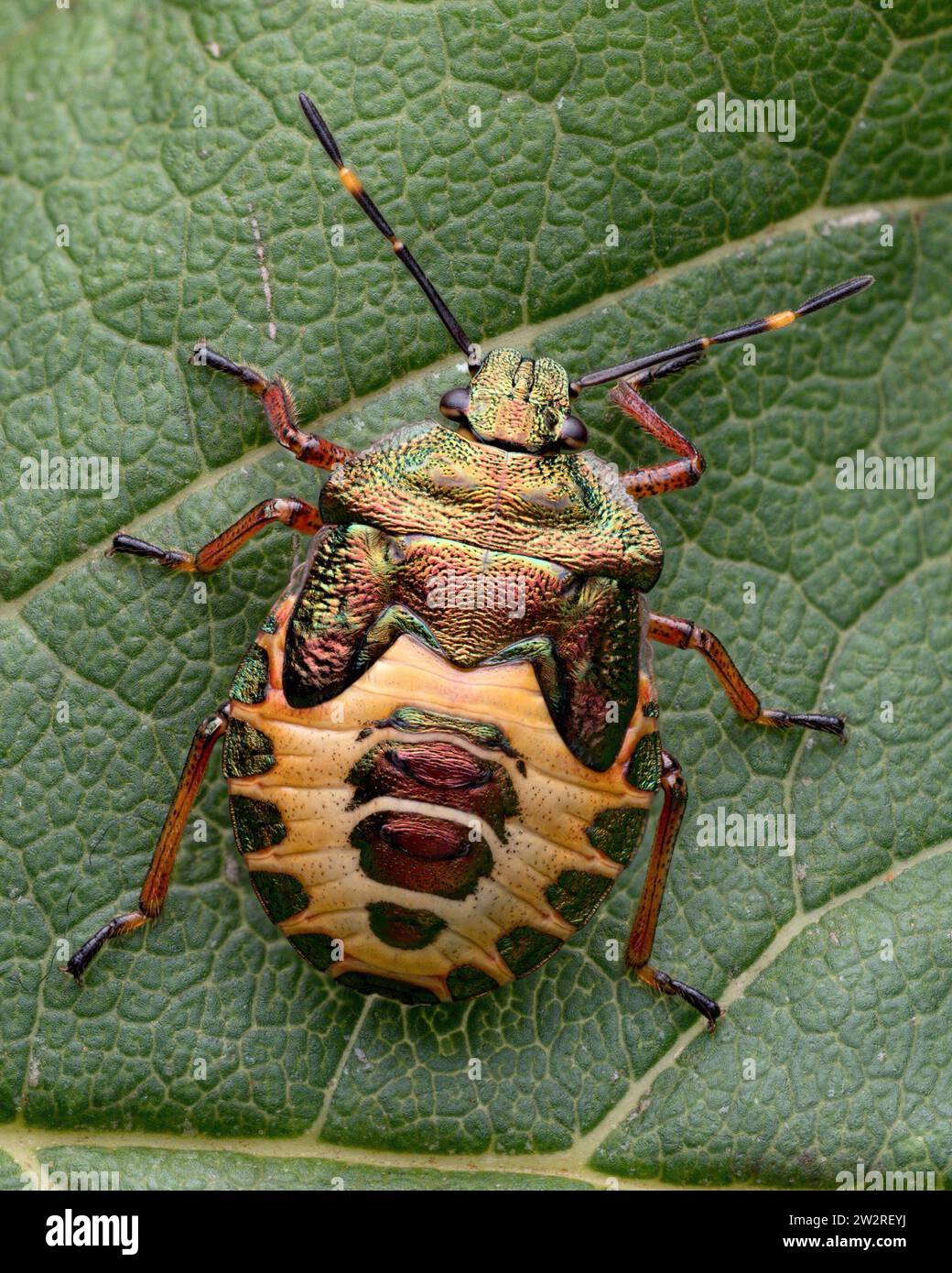 Bronze oak leaf hi-res stock photography and images - Alamy