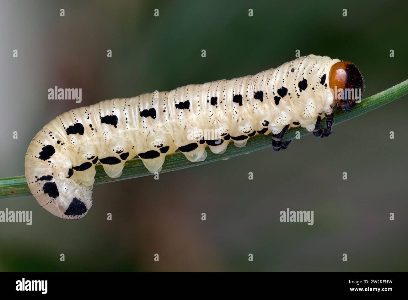 Diprion pini Sawfly larva on pine needle. Tipperary, Ireland Stock ...