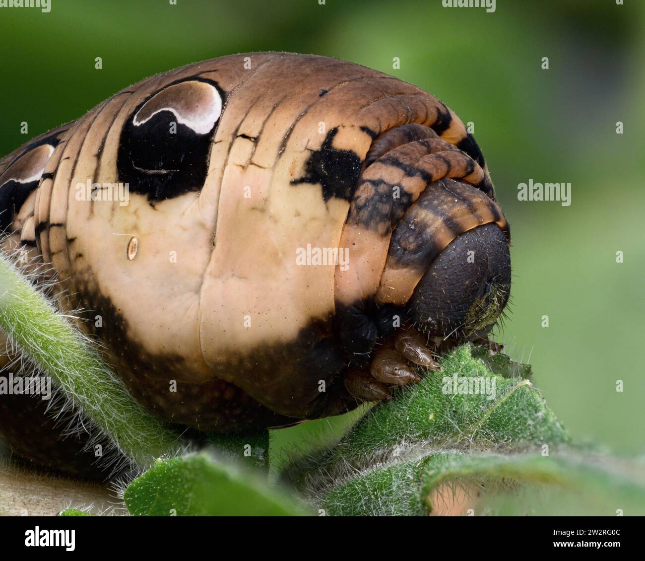 Elephant Hawk-moth caterpillar (Deilephila elpenor) feeding on plant ...
