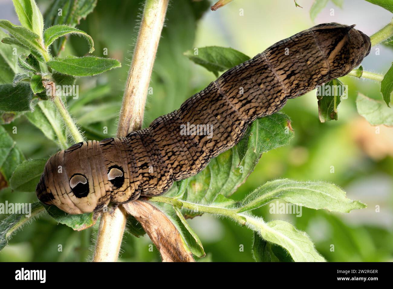 Elephant Hawk-moth caterpillar (Deilephila elpenor) on plant stem ...