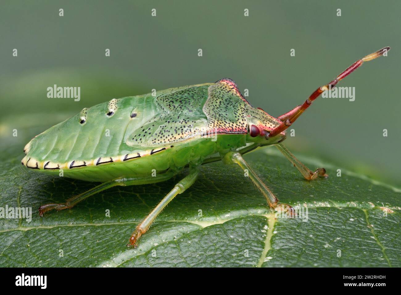 Hawthorn Shieldbug final instar nymph (Acanthosoma haemorrhoidale) side ...